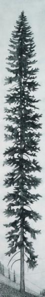 Paul Lapointe: MOUNTAIN SPRUCE - Hodgins Art Auctions